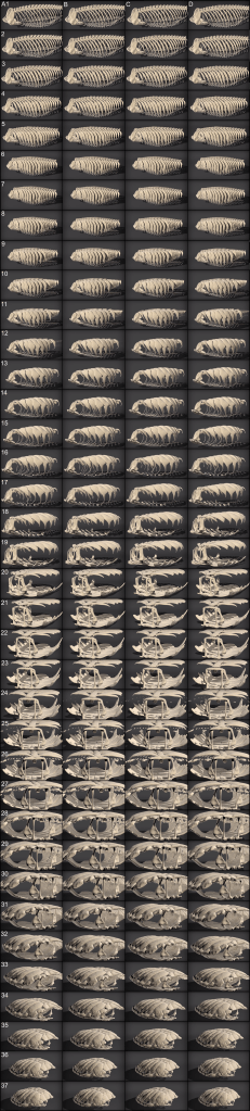 Debunking creationism: a visual comparison of “micro” and ...
