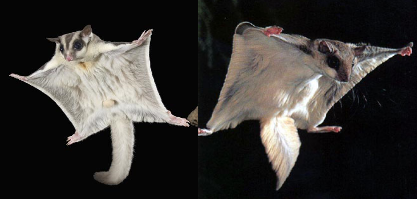 Genetics provide powerful evidence of evolution | The Logic of Science