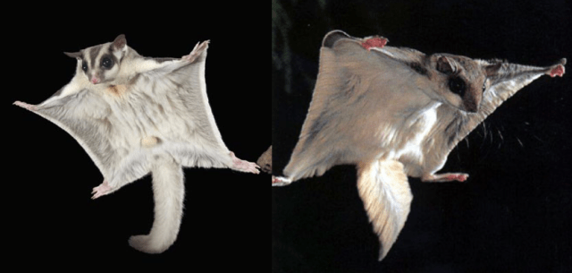 Genetics provide powerful evidence of evolution | The Logic of Science