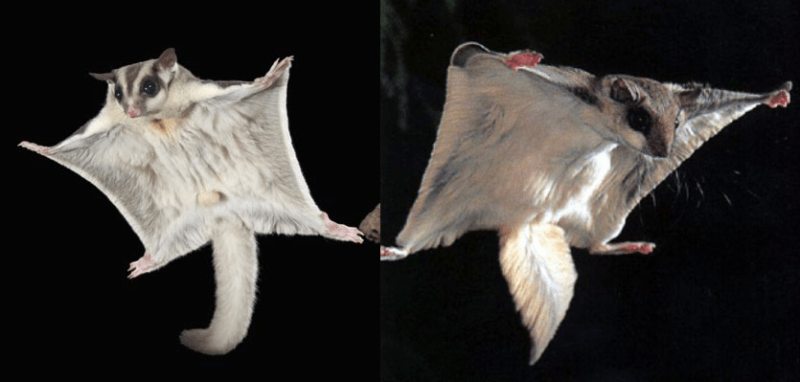 Genetics provide powerful evidence of evolution | The Logic of Science