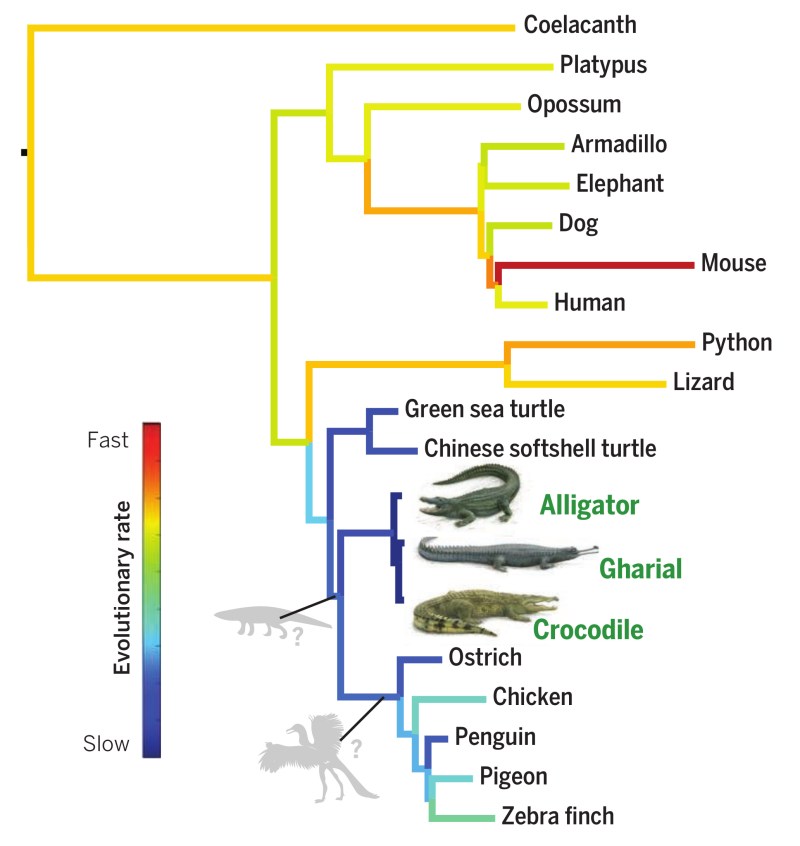 Genetics provide powerful evidence of evolution | The Logic of Science